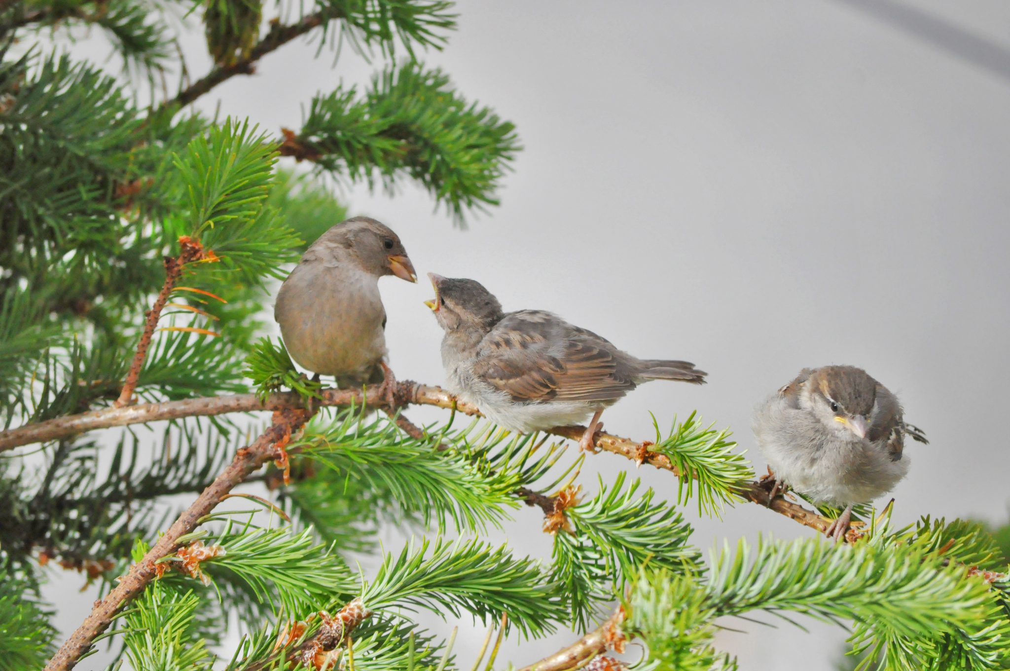 Bienvenido a Río Grande | Municipio de Río Grande
