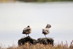 Bienvenido a Río Grande | Municipio de Río Grande