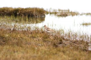 Bienvenido a Río Grande | Municipio de Río Grande